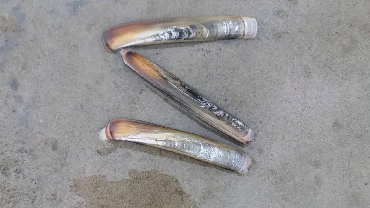 Razor Clamming on Cape Cod - YouTube