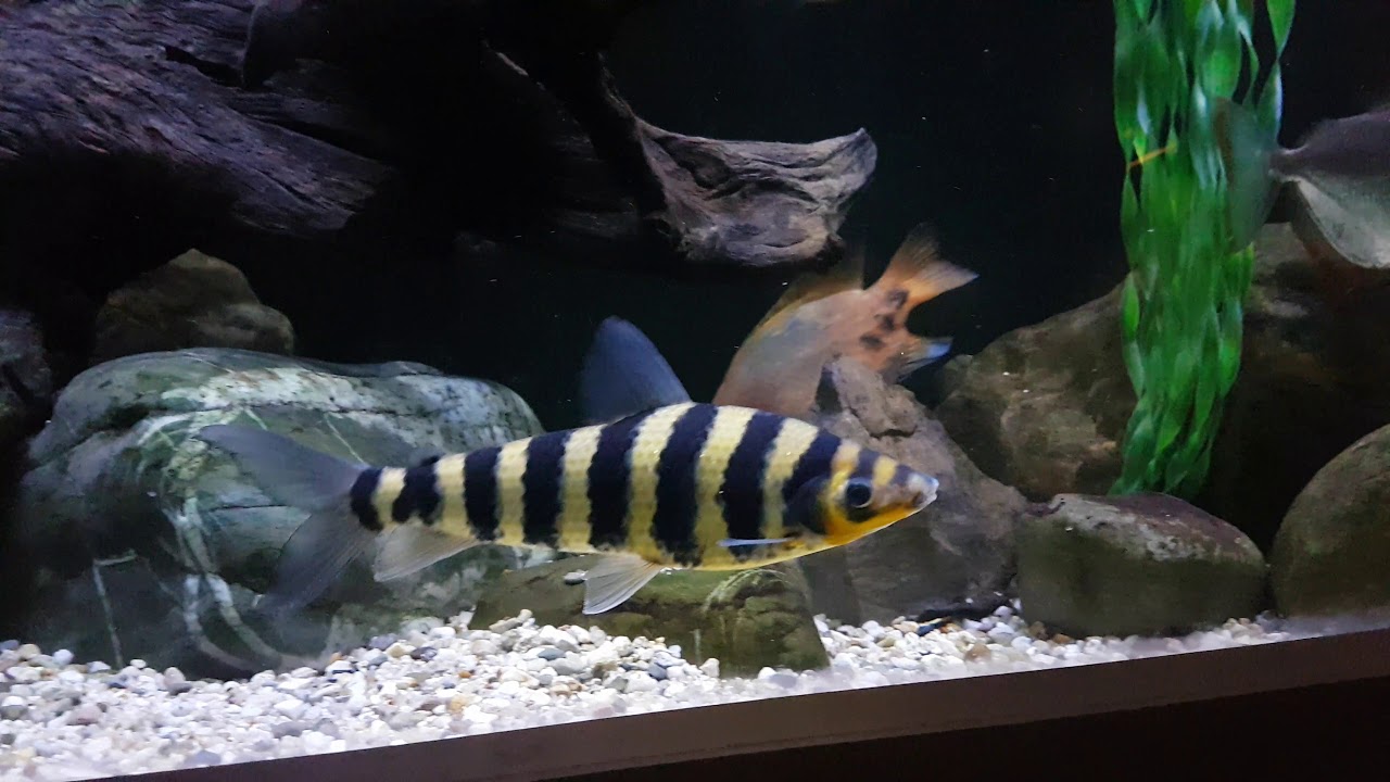 Leporinus fasciatus - YouTube