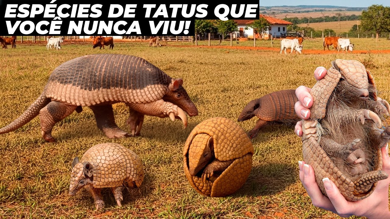 CONHEÇA TODAS AS ESPÉCIES DE TATUS DO BRASIL - YouTube