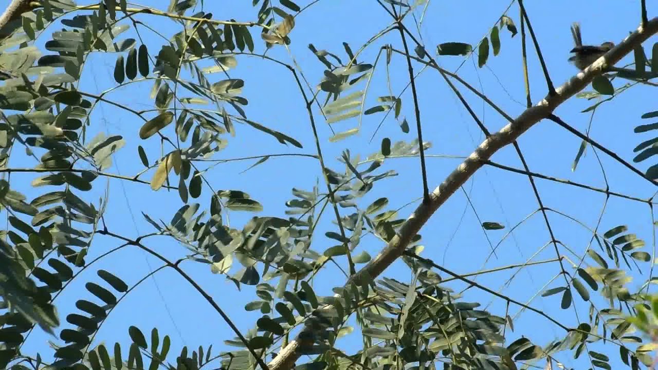 Cute PIDDI(tailor bird)in backyard. - YouTube