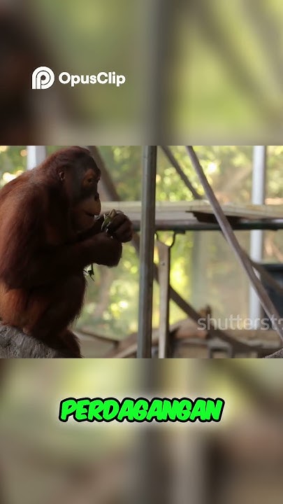 Selamatkan Orangutan Kalimantan Pusat Rehabilitasi dan Upaya Perlindungan #animals #indonesia ...