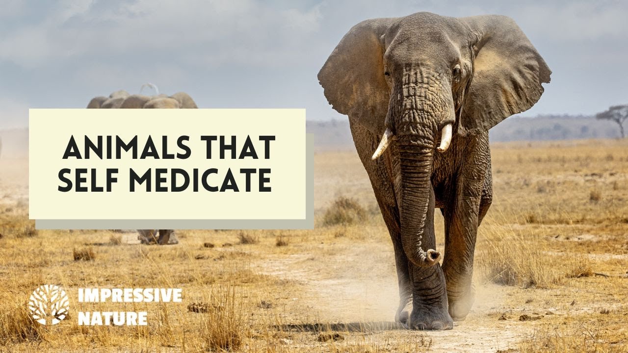 These Animals Are Self Medicating! - YouTube