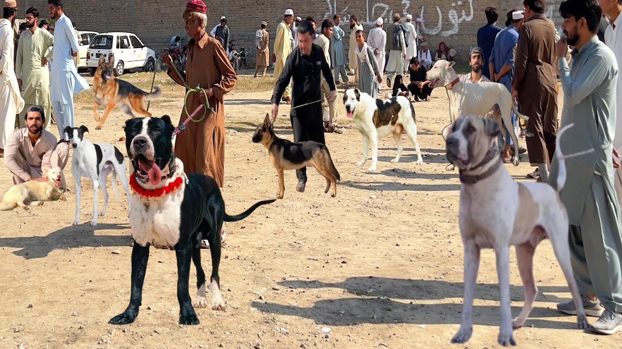 Special Dogs Market 2022 | part-3 | Kohati gultair | bully dog | German ...