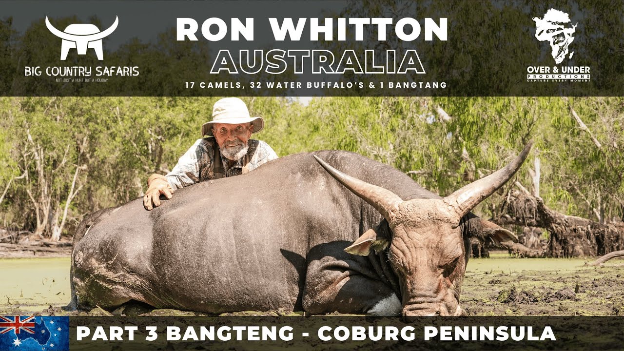 Hunting the Giant Banteng of Australia | Ron Whitton on the Coburg ...