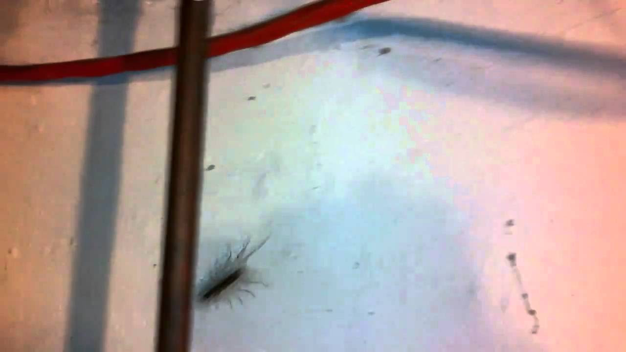 Grey House Centipede Invasion? 7 Proven Control Tips [2024 ...