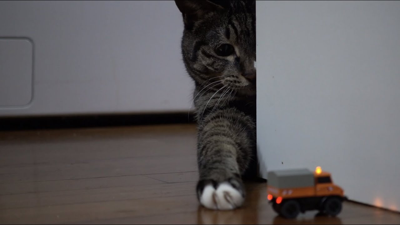 Micro RC Car & Cats - YouTube