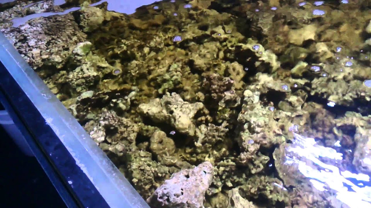 Warning! Live rock can hurt you! - YouTube