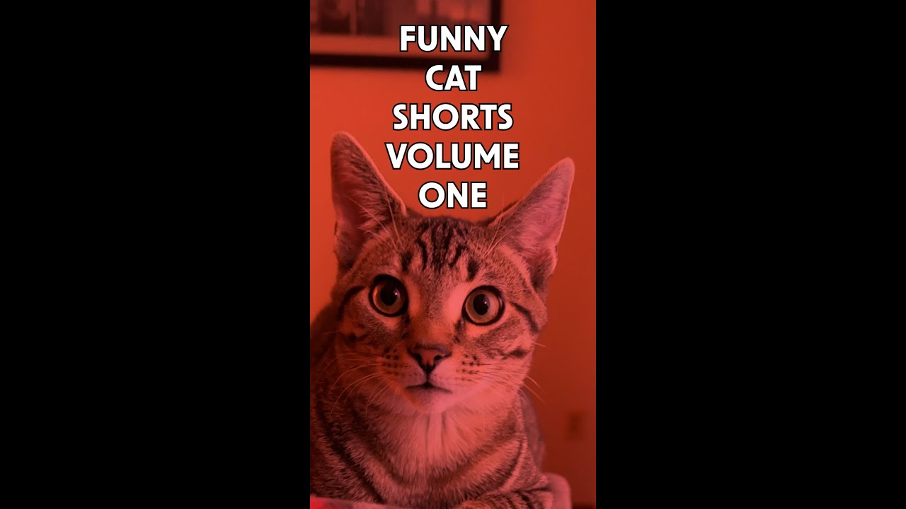 FUNNY CAT SHORTS that will make you Laugh Out Loud! #cats #catlover # ...