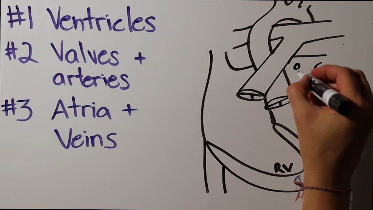 How to draw congenital heart disease Part 1 - YouTube