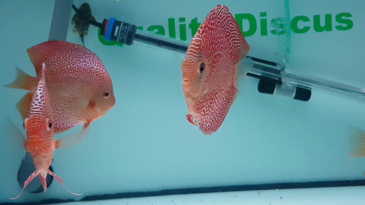 Big fully spotted face eruption discus - YouTube