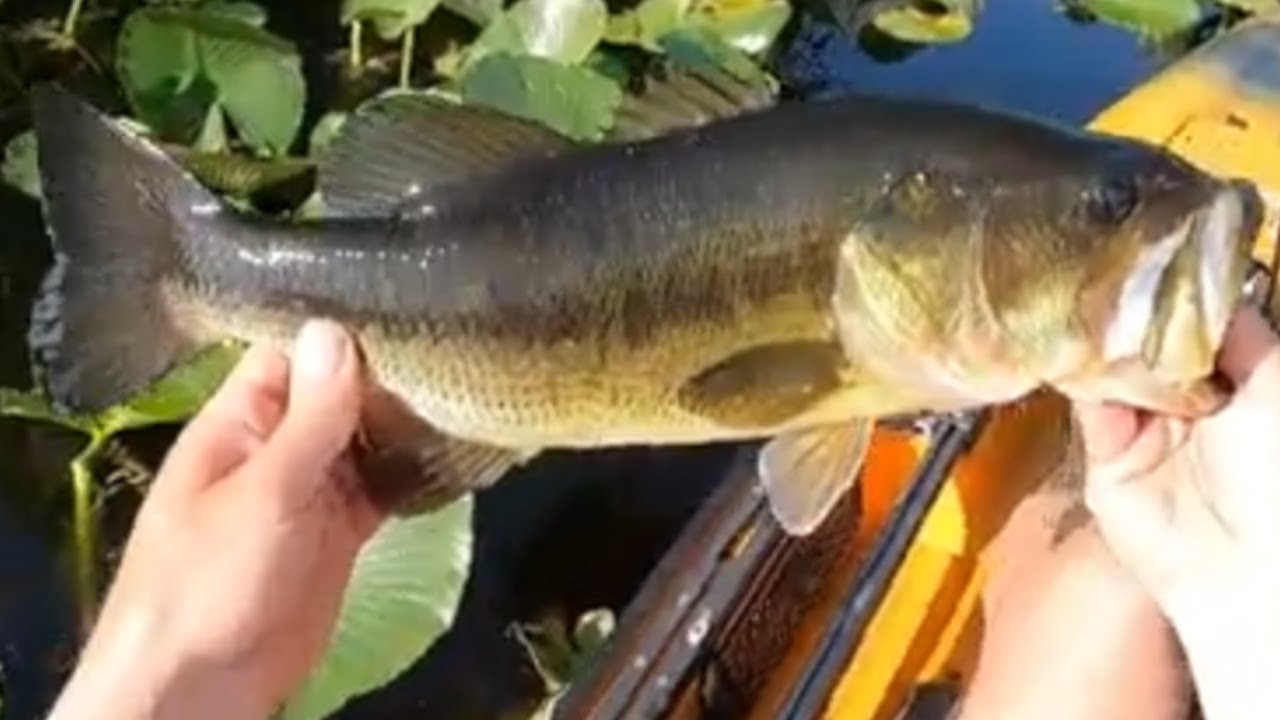 Fishing In Turkey Swamp: New Jersey's Best Kept Secret - YouTube