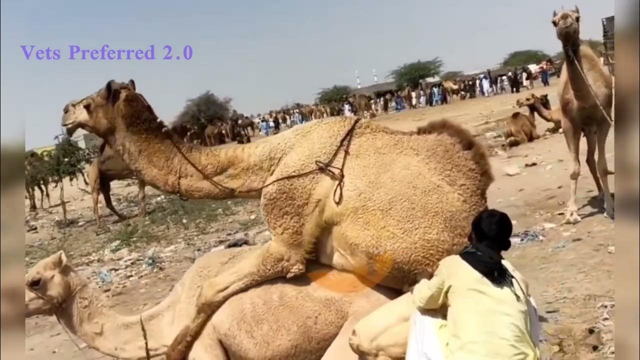 Mating Of Camels The Ship Of Deserts Vets Preferred 20 Dvm Bzu Veterinarian Sex Bw