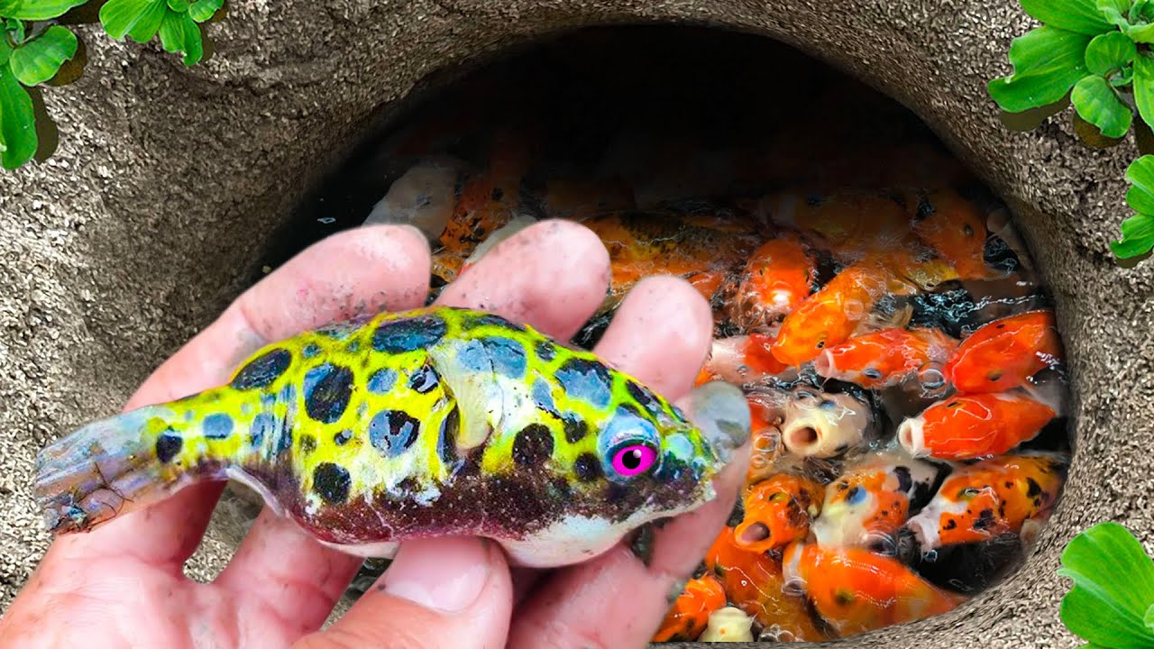 Catch Strange Ornamental Puffer Fish In Tiny Pond, Arowana, Loach, Star ...