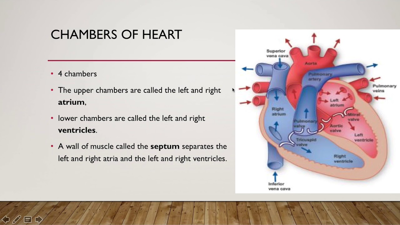 heart pathology - YouTube