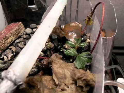 Micro indoor aquaponics seed start system & Crayfish flotsome eddy ...