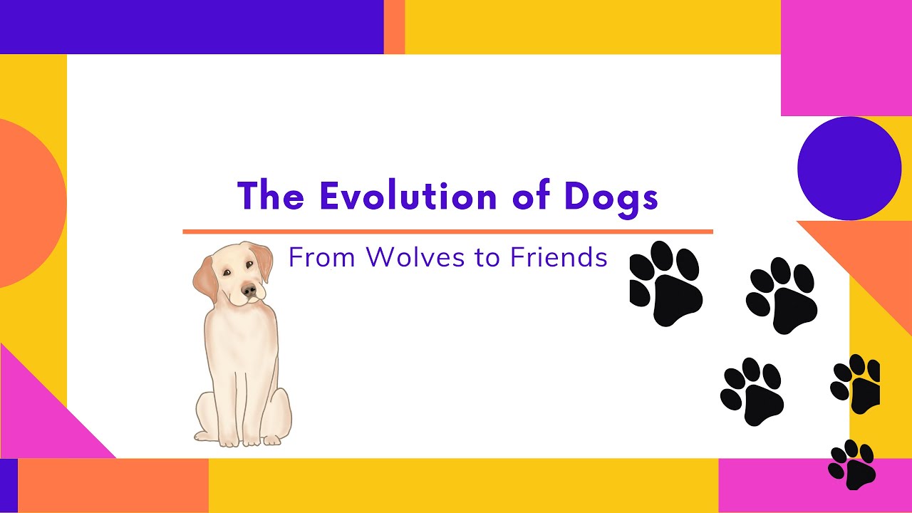The Evolution of Dogs: From Wolves to Friends - YouTube