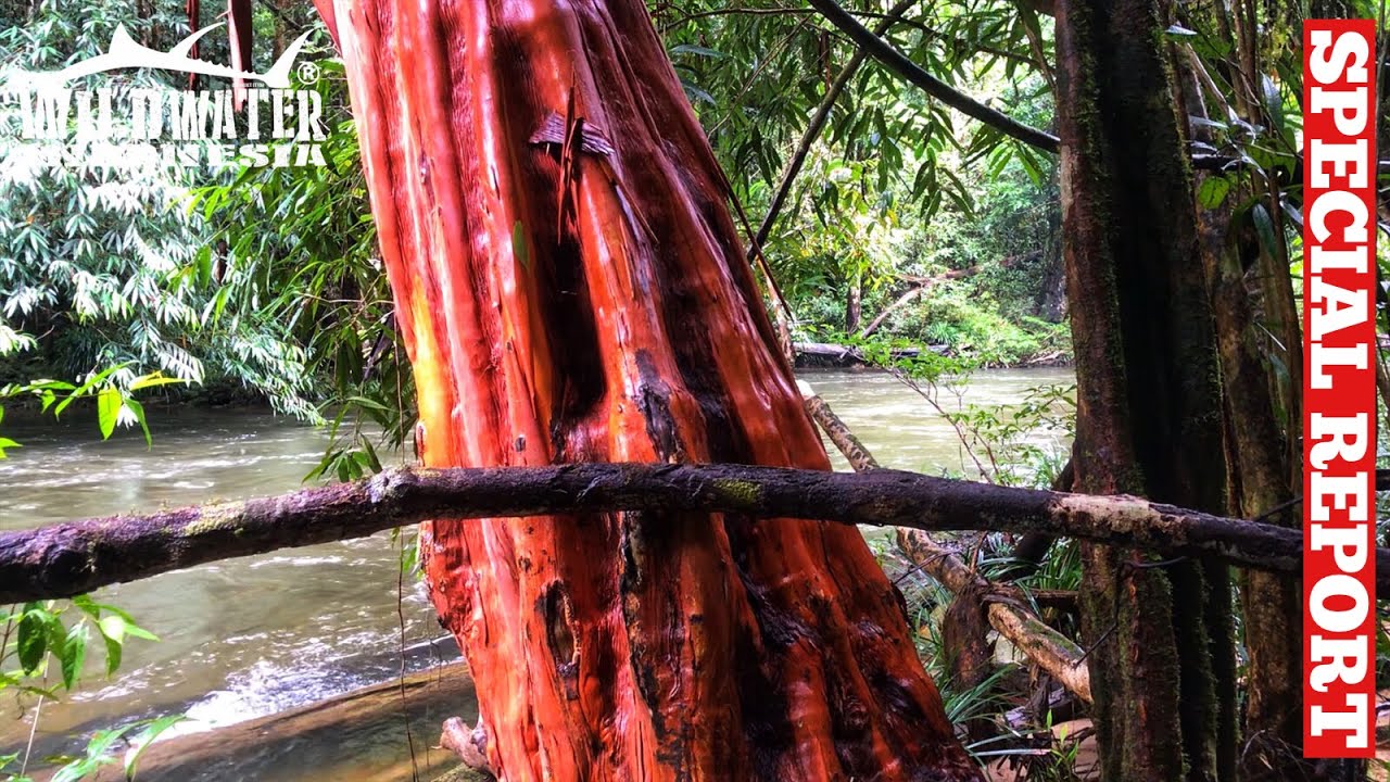 PROFIL POHON MERAH/PELAWAN MERAH/PELAWAN PADANG ‼️ BIOLOGI SEBARAN ...