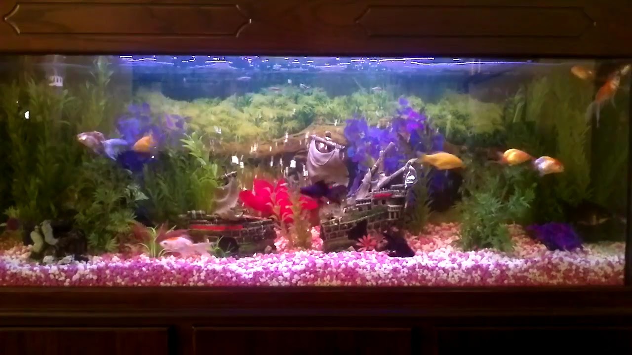 Aquarium Ship Wreck. - YouTube