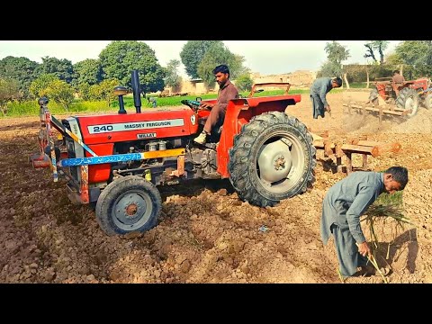 Cultivation Of Hybrid Millet | Millet method of cultivation | Animal ...