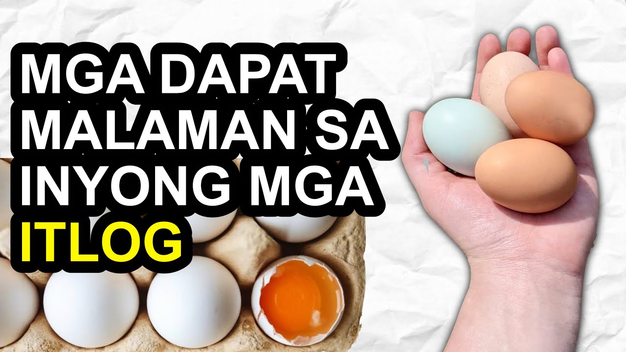 Egg-citing Facts About This Egg-credible Food! | What You Need To Know ...