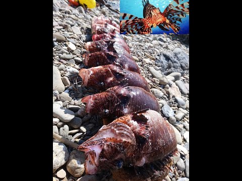 ZEHİRLİ ASLAN BALIĞI AVI ve DİKENLERİNİN TEMİZLENMESİ # POISONOUS FISHING HUNT #  LION FISH HUNT
