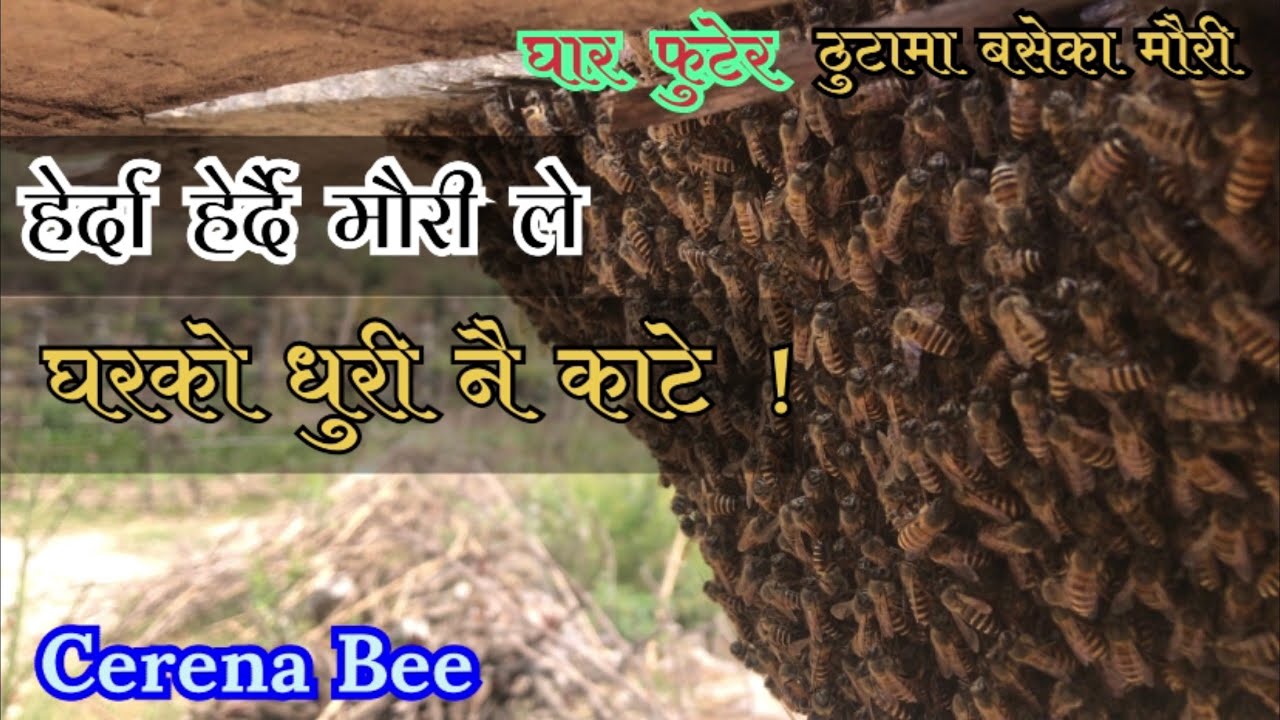 Cerena Bee | HERDA HERDAI DHURI KATERA GAYO | Cerena the bee that left ...