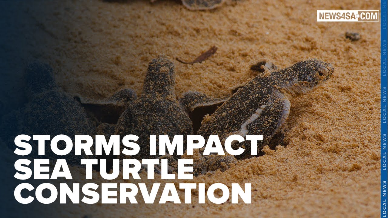 Storms Impact Sea Turtle Conservation - YouTube