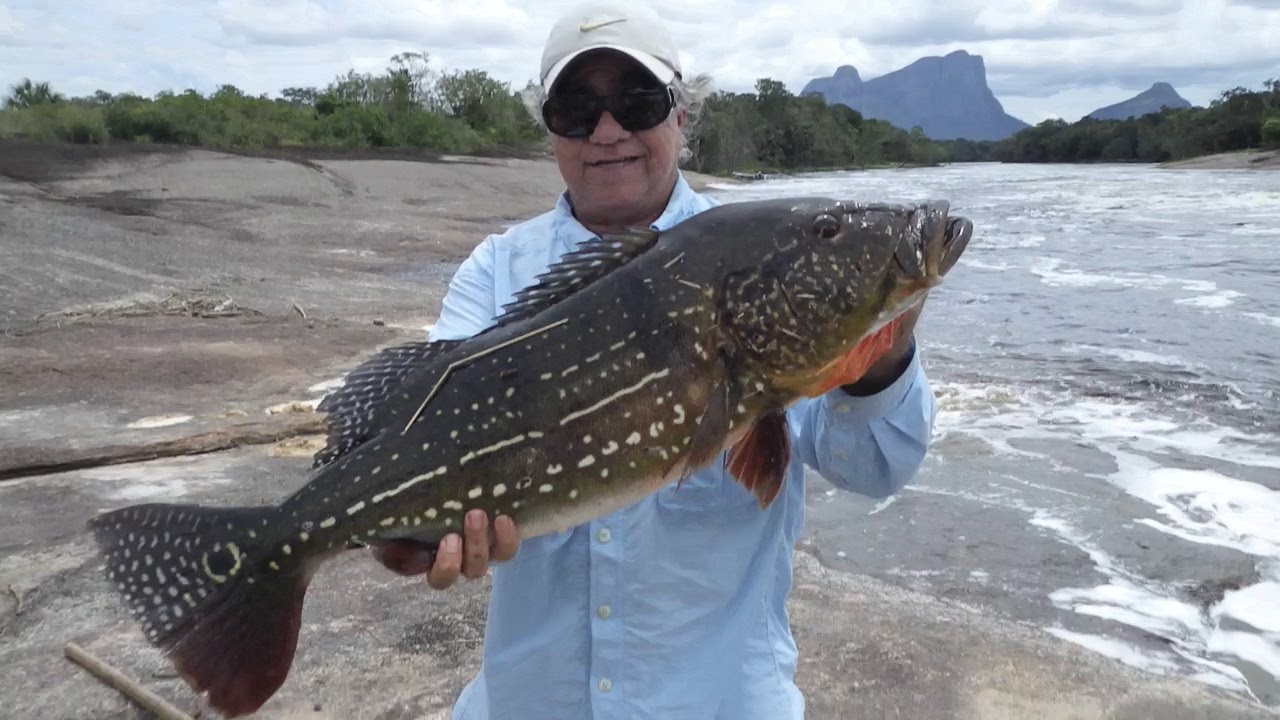 PAVON DE INVIERNO. VENEZUELA. winter peacock bass.tucunare no inverno ...