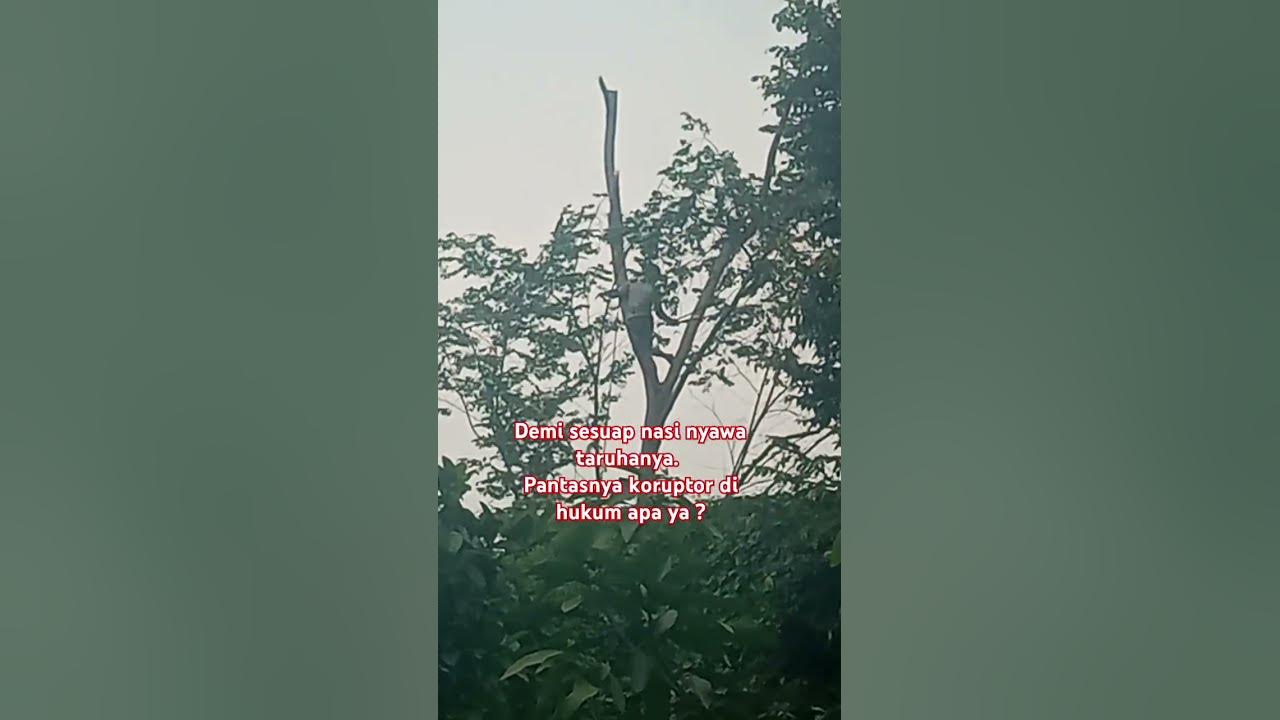 Bertaruh nyawa di sela kabel 2 listrik demi keluarga - YouTube