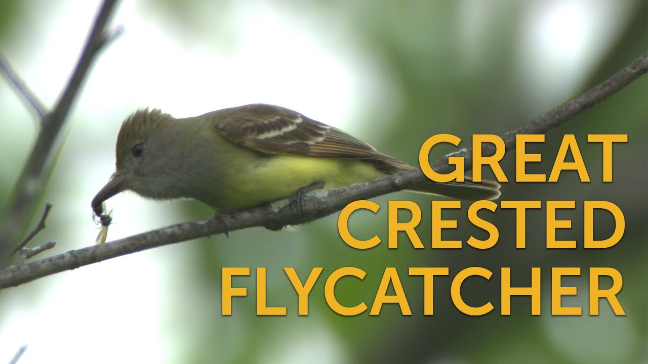 Great Crested Flycatcher - YouTube