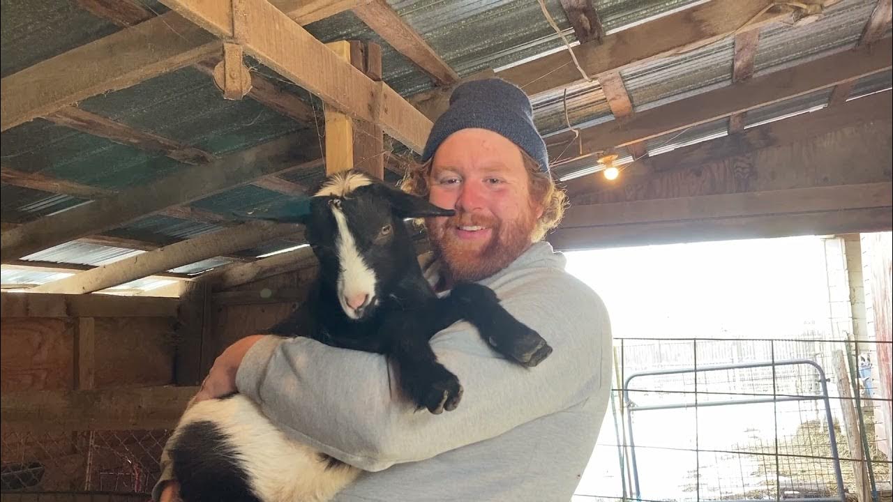 Science @ GKF (IQWST) Gr8. Why do Organisms Look the Way They Do?: Goat ...