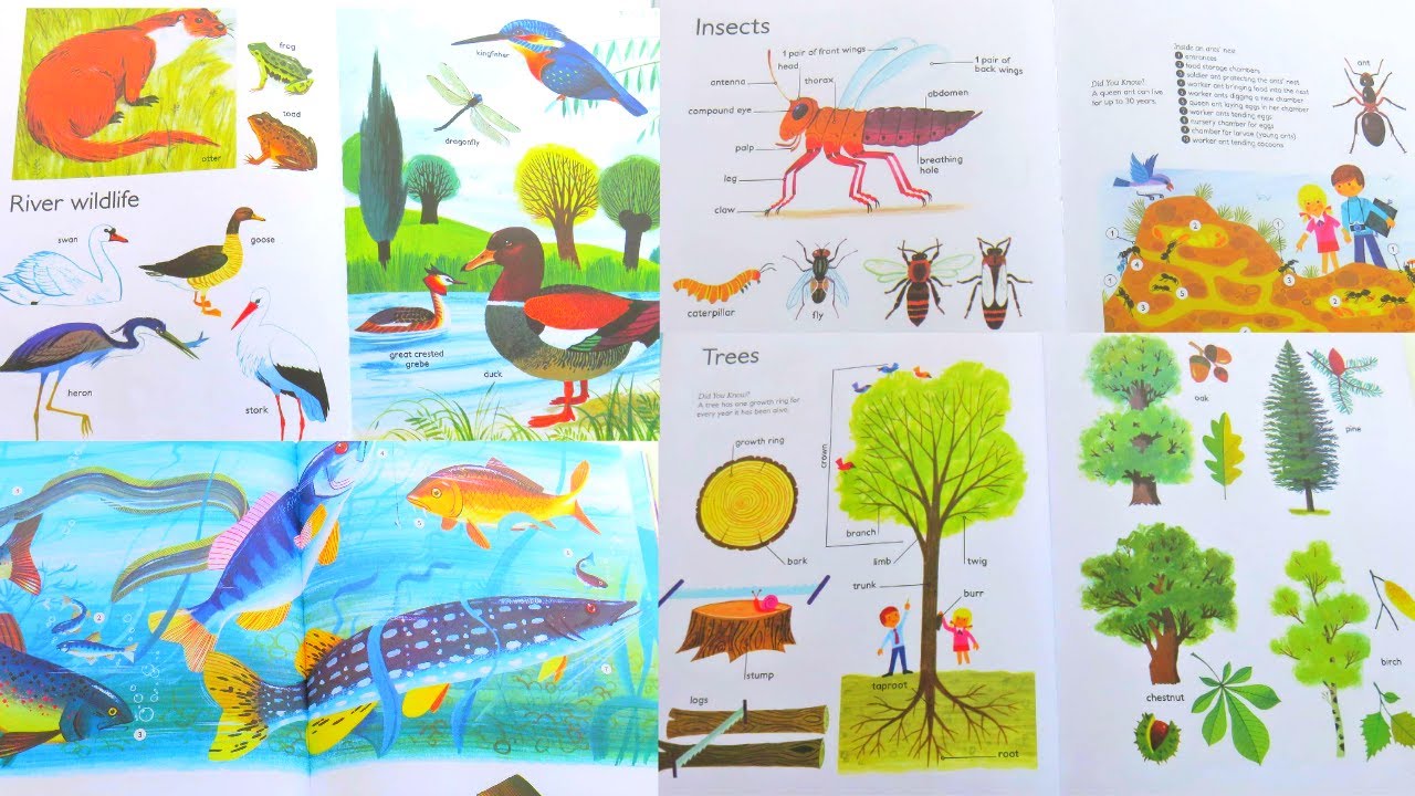 My illustrated encyclopedia by Alain Gree - YouTube