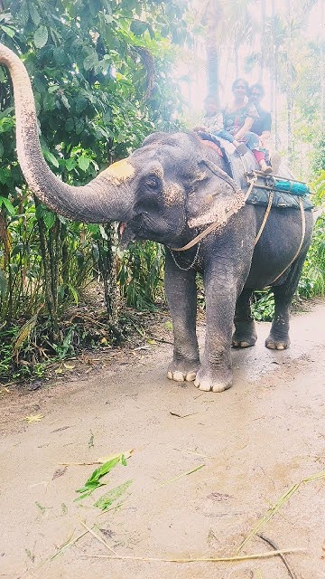 Elephant Safari | Thekkady Kerala Travel Series | Travel VLOG - YouTube