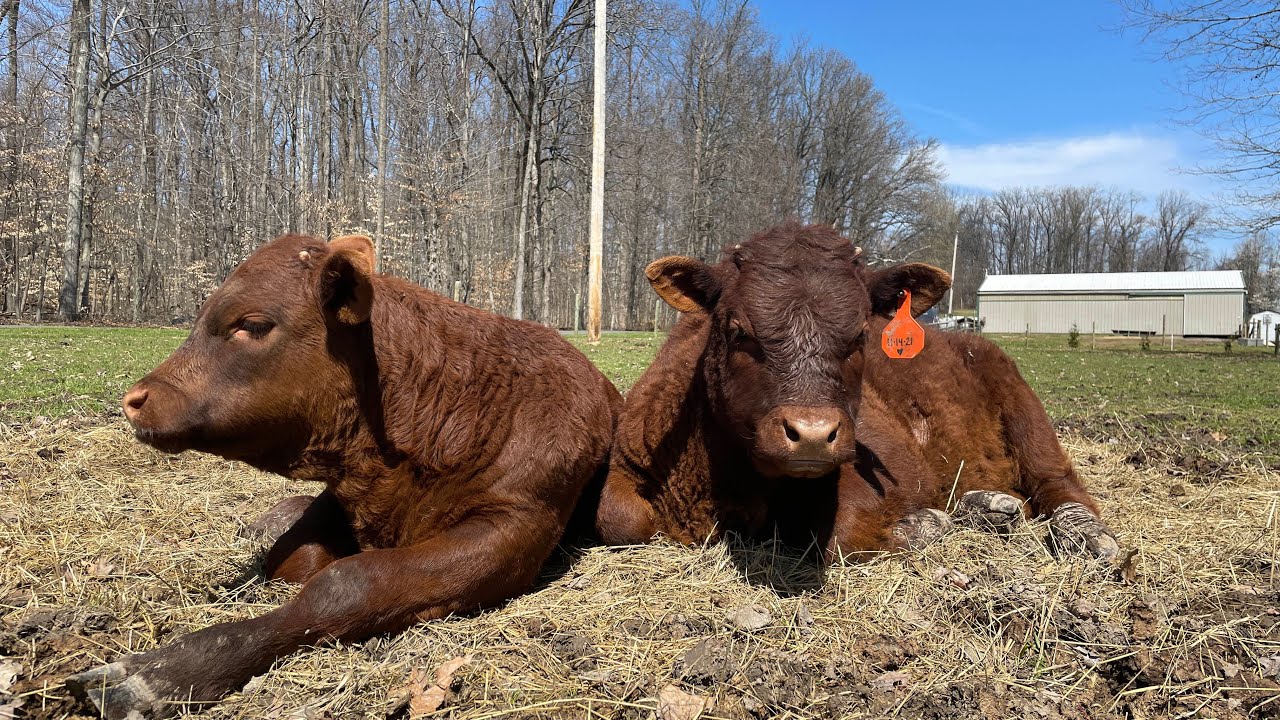 cow television: episode 3 - YouTube