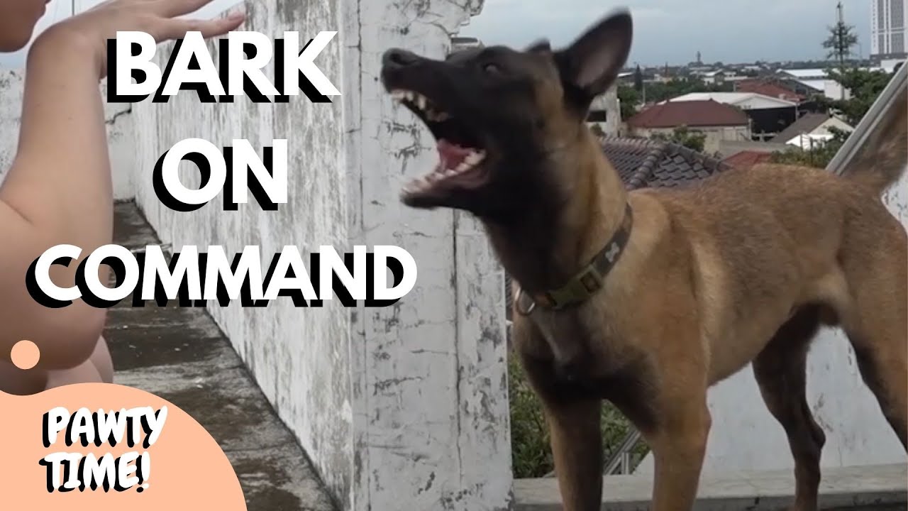 Teach Your Dog to Speak or Bark on Command! | Try My Tips! - YouTube