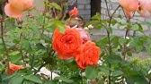 розы остина - пет остин, саммер сонг, оливия, питомник роз полины ...