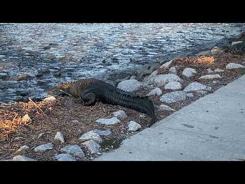 Alligator Crossing: South Carolina Road Comes to Standstill as Gators ...