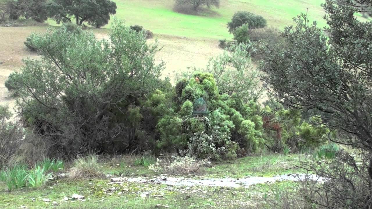 PERDIZ Y RECLAMO Pollo 1º celo - YouTube