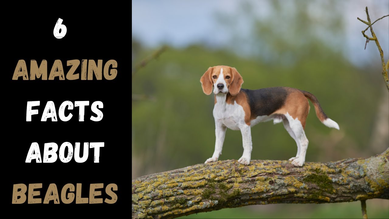 6 MUST-KNOW Facts About Beagle Dogs! - YouTube
