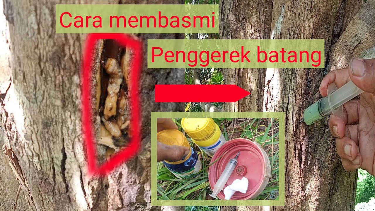 Cara mengatasi hama pengerek batang pada tanaman cengkeh - YouTube