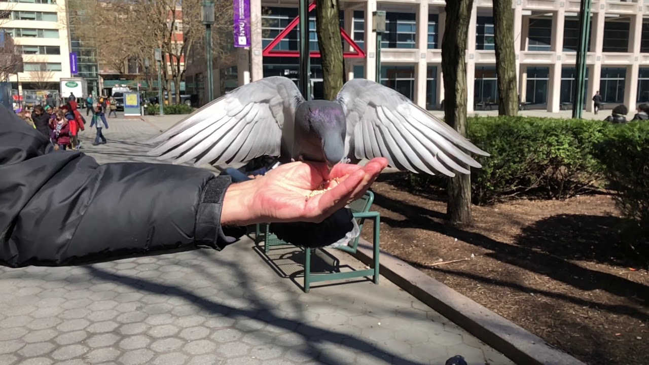 Bird slow motion in the Park pigeon - YouTube