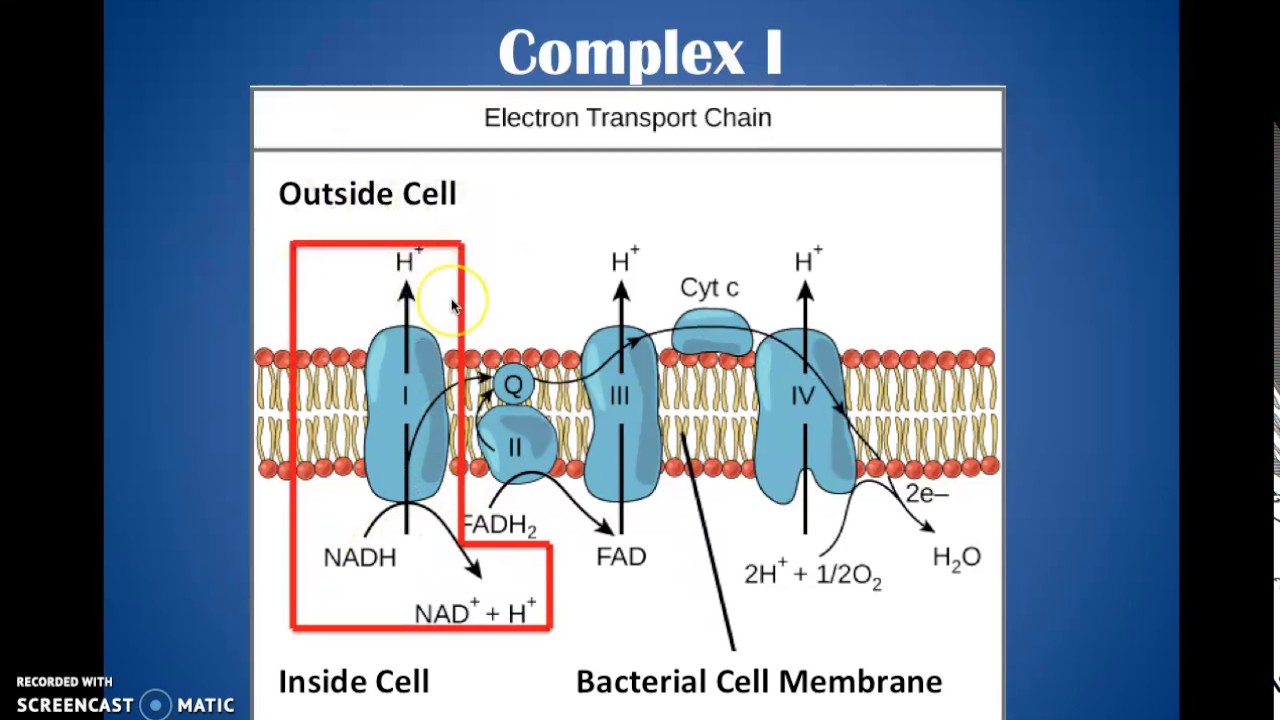 Electron Transport Chain - YouTube