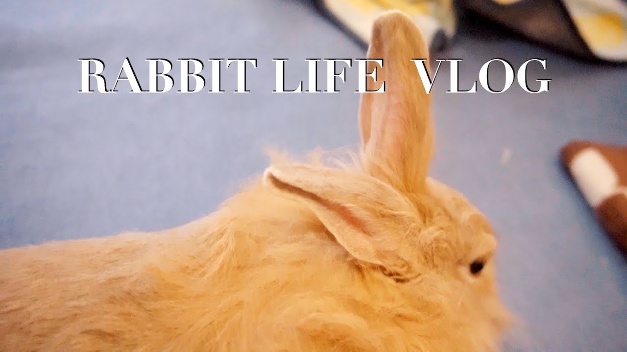 ♬273【rabbit life vlog】本能的にダラダラしたいメル【うさぎとの生活】 - YouTube