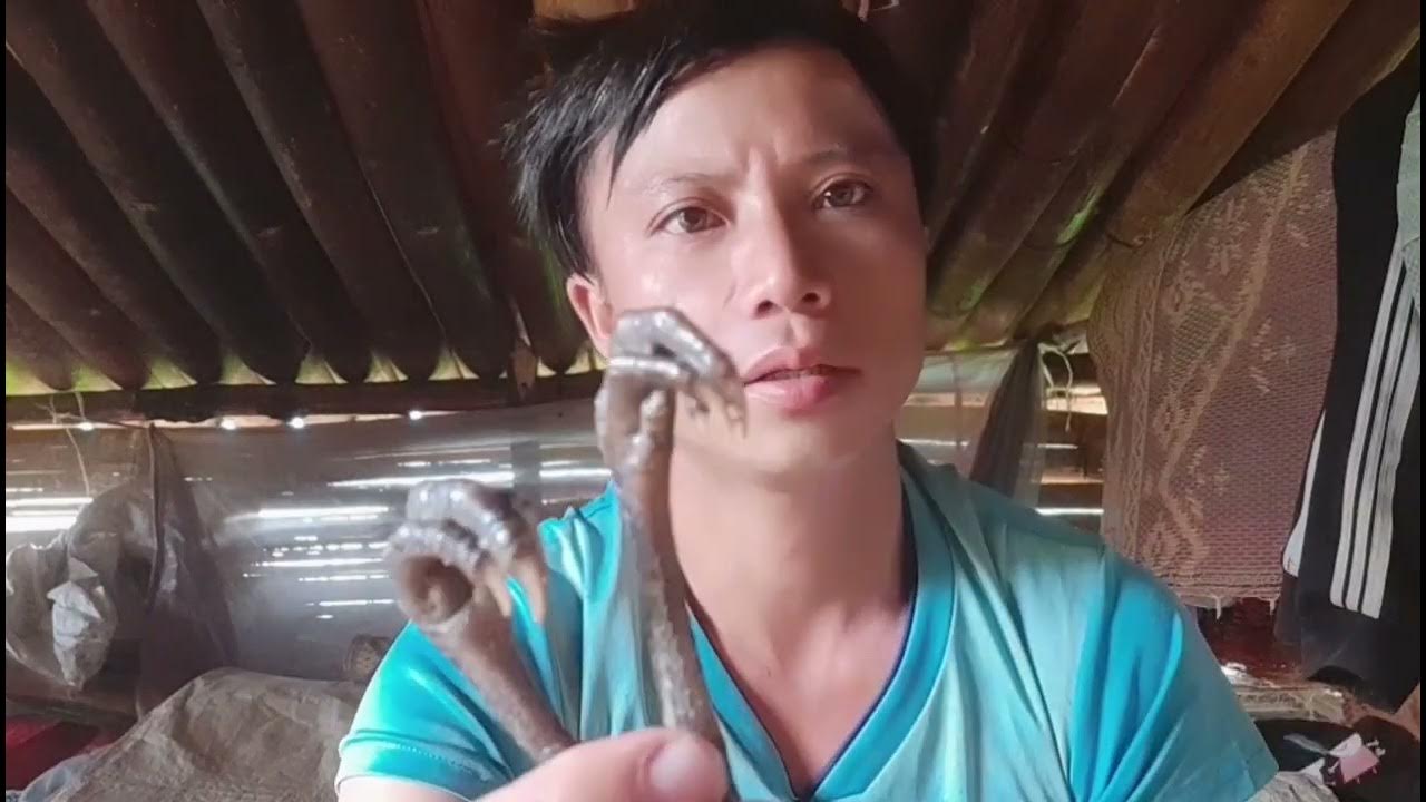 qhia txog kev saib ko taw qaib - YouTube