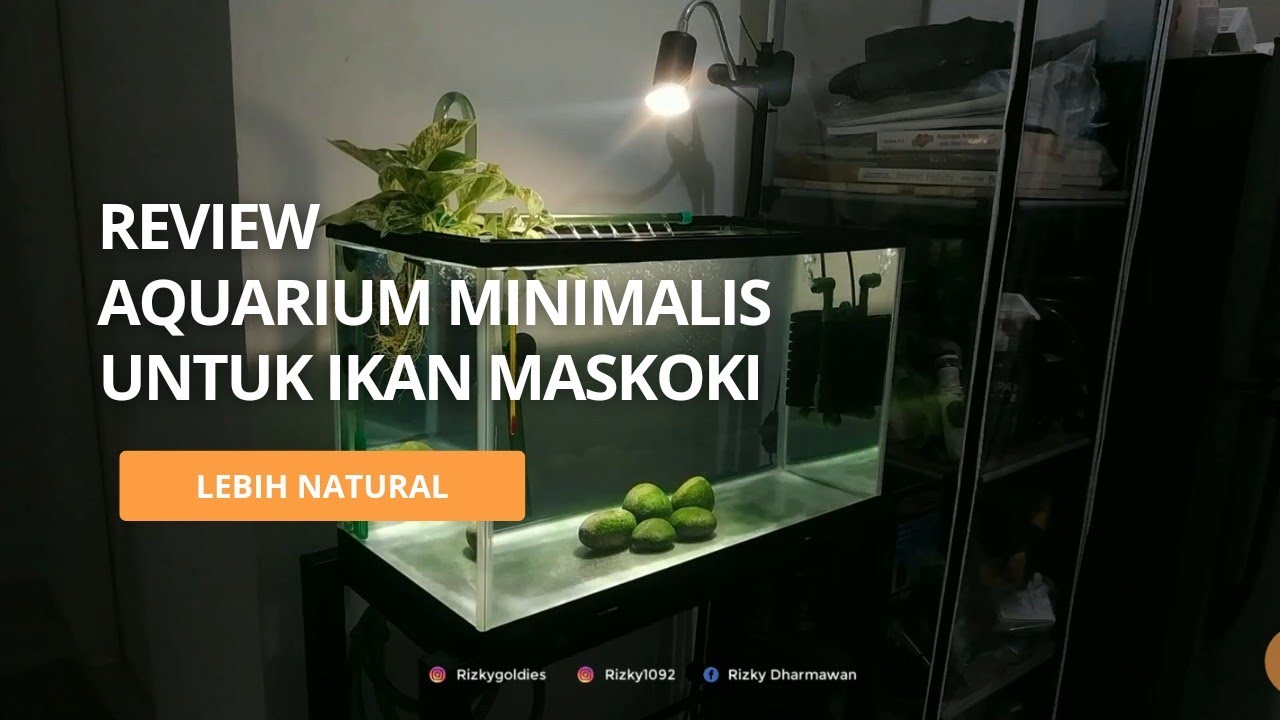 Review Tank Aquarium Ikan Maskoki Minimalis - YouTube
