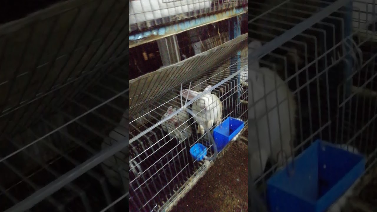 Induk2 arnab di reban Q Rabbitry - YouTube