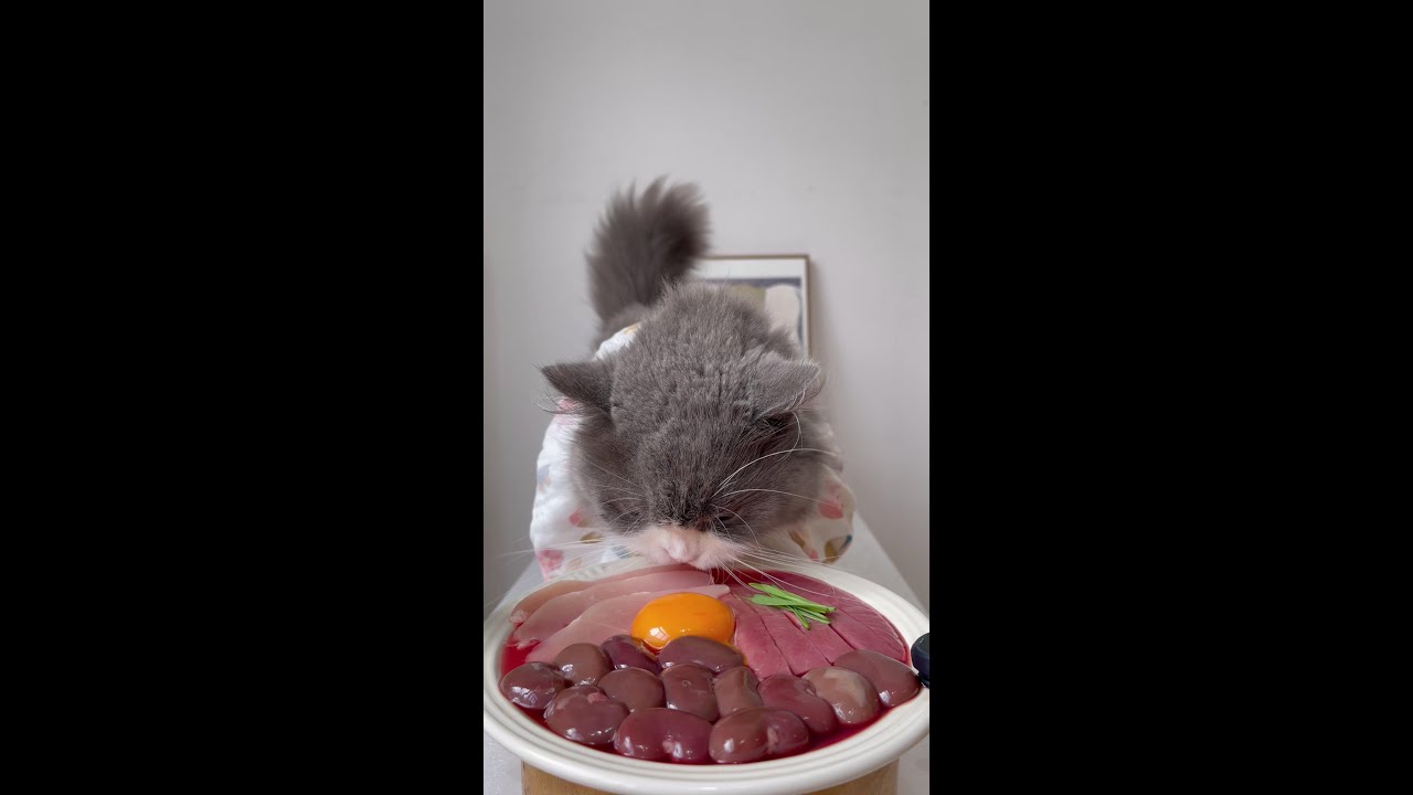 Gaga Delicious# Cats# Cats Born Flesh# Cats Eat Sowing# Pets Eat Sowing ...