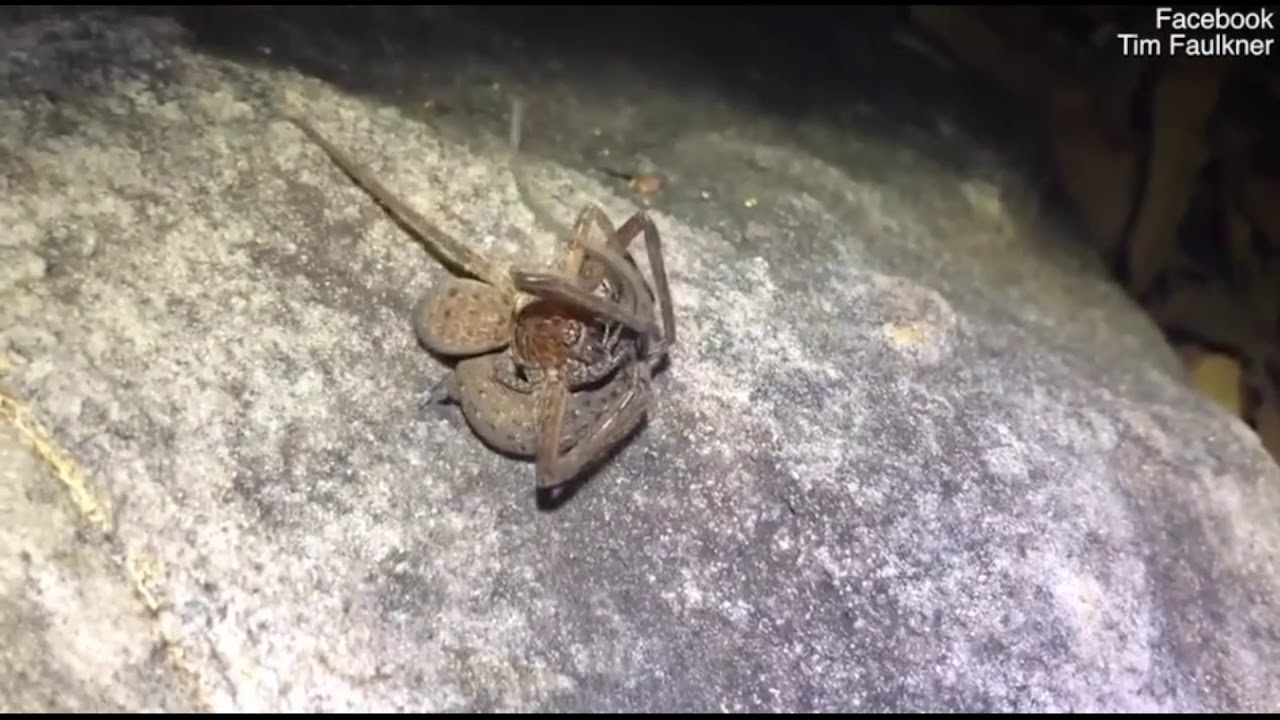 Battle between a lizard and a huntsman spider captured on camera - YouTube