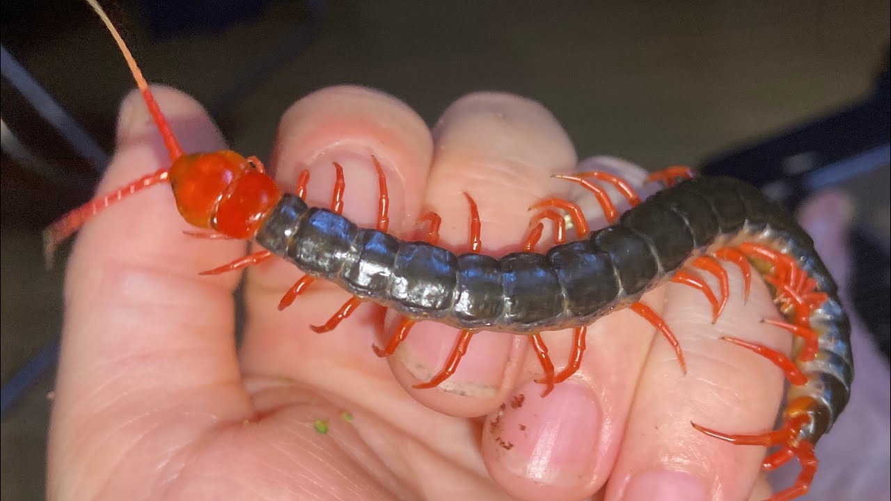 멋진 왕지네 Scolopendra Mutilans (Chinese Red-Headed Centipede) - YouTube