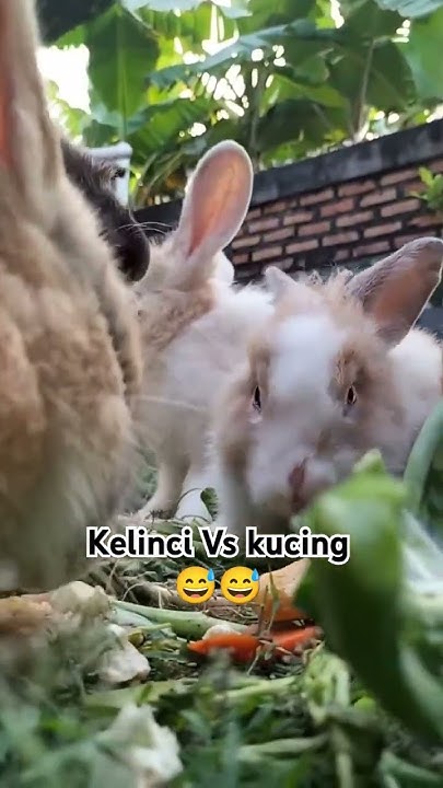 Kucing vs kelinci#kucing #kelinci #bermainkelinci #kucinglucu #shortviral #kucingimut - YouTube